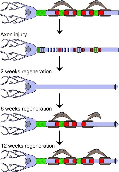 Reassembly Of The Axon Initial Segment And Nodes Of Ranvier In