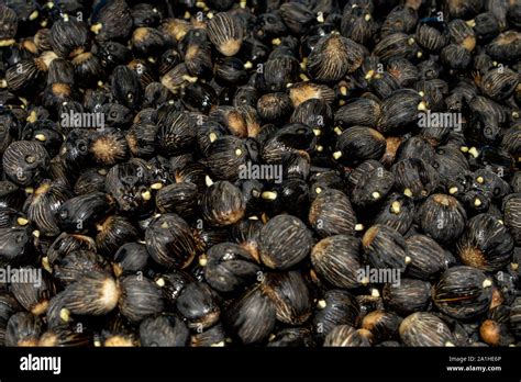 Oil Palm Geminated Seeds With Some Blurry Effect In A Plastic Tray Ready For Shorting Process In