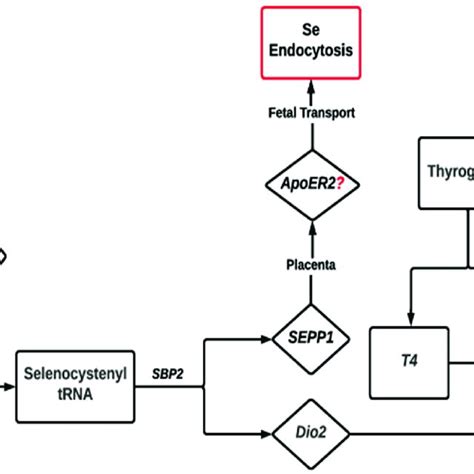 Pdf Maternal Mineral Nutrition Regulates Fetal Genomic Programming In