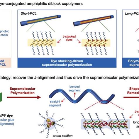 a) BODIPY‐conjugated amphiphilic diblock copolymers, PEG‐(BD)‐PCL, and... | Download Scientific ...