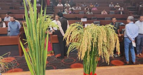 India Develops Worlds First Genome Edited Rice