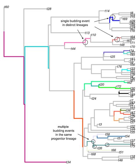 figure s5 example of budding simulation on phylogenetic tree including