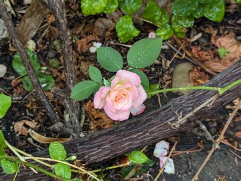 Shen Venkat On Linkedin Sabbath Morning Early Sun🌞☀️🌻😄💖💕 Jasmines