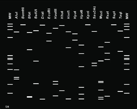 Virtual Restriction Fragment Length Polymorphism Rflp Generated With