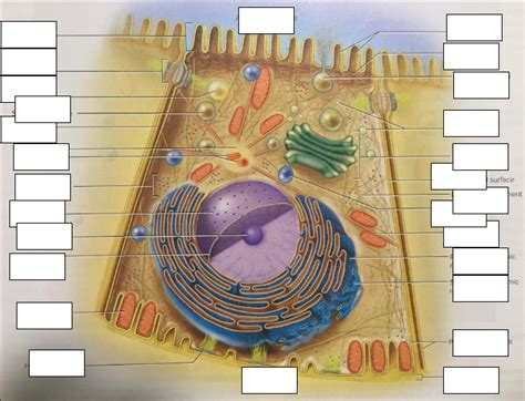 Cell 3 Diagram Quizlet