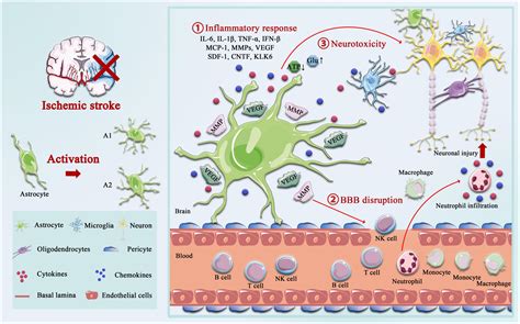 Frontiers Intestinal Fungi And Antifungal Secretory 52 OFF