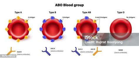 Abo 혈액형 벡터 혈액의 종류 차트 적혈구 혈장 및 항원의 항체 혈액형에 대한 스톡 벡터 아트 및 기타 이미지 Istock