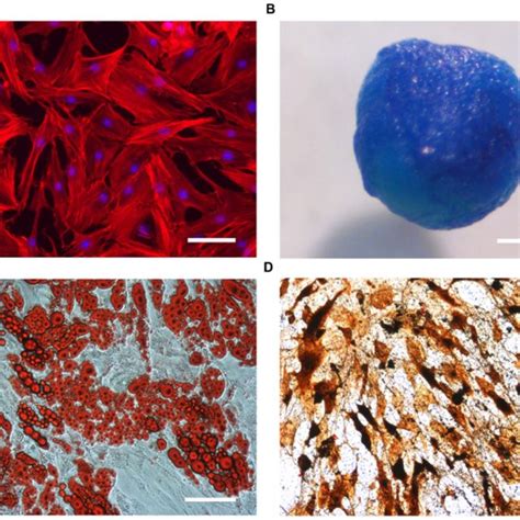 Cell Characterization After Isolation Cells Adhered To Tissue Culture Download Scientific