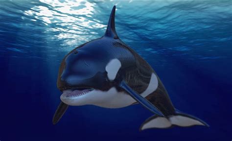 3d Rigged Orca Model Turbosquid 1389543