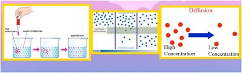Diffusion VS Food Coloring Biology Science Fair Project Ideas