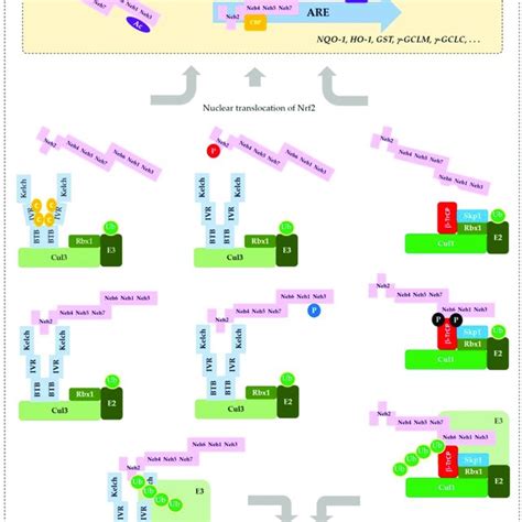 Marine Natural Products Activating The Nrf2 Mediated Pathway [139 145