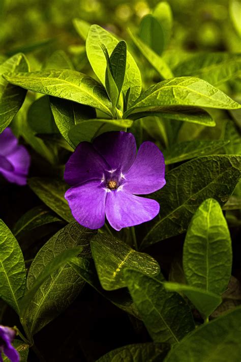 Download Android Spring Background 1280 X 1920