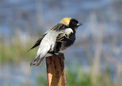 Bobolink Birds Of Nebraska Online