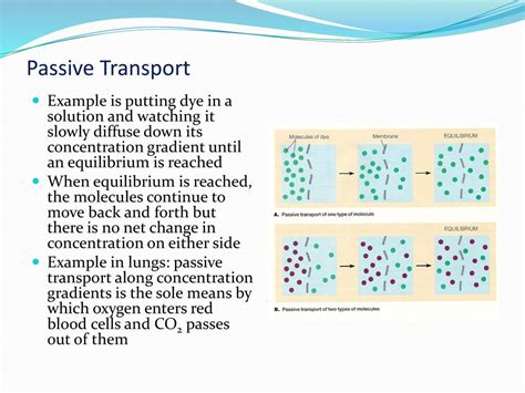 Cell Membranes Diffusion And Osmosis Ppt Download
