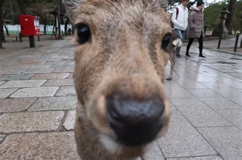 오사카 아이와 가볼만한 곳 나라 사슴공원 가는 법 2가지 ⋆ Heedoee Info