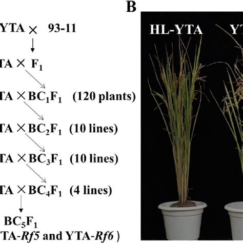 Breeding Scheme And Gross Plant Morphology Of Nils Near Isogenic