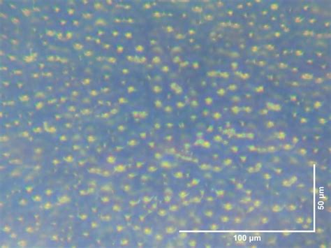 Lcd Screen Light Diffuser 600x Rmicroscopy
