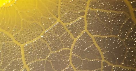 Pysarum In The Lab Imgur