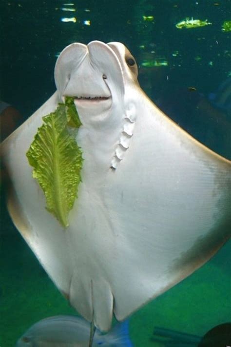 Happy Stingray Eating Lettuce May Be The Best Thing You See All Day