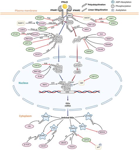 Ubiquitination Network In The Type I Ifn‐induced Antiviral Signaling