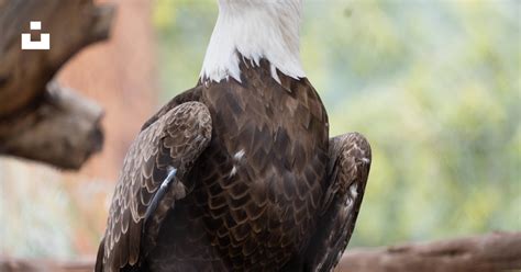 나뭇가지에 앉은 대머리 독수리 사진 Unsplash의 무료 독수리 이미지