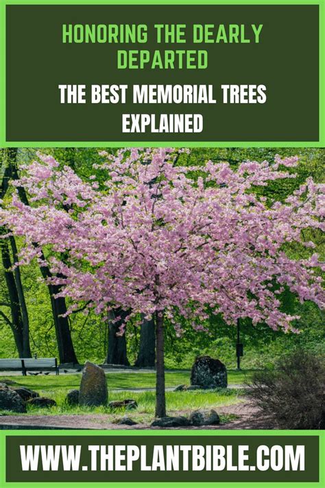 Honoring The Dearly Departed The Best Memorial Trees Explained Memory Tree Memorial Tree