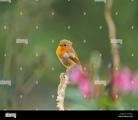 White Throated Dipper Poised On A River Rock Surrounded By The Rush Of