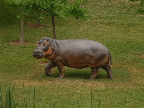 Hippopotamus Gorgops Hippopedia