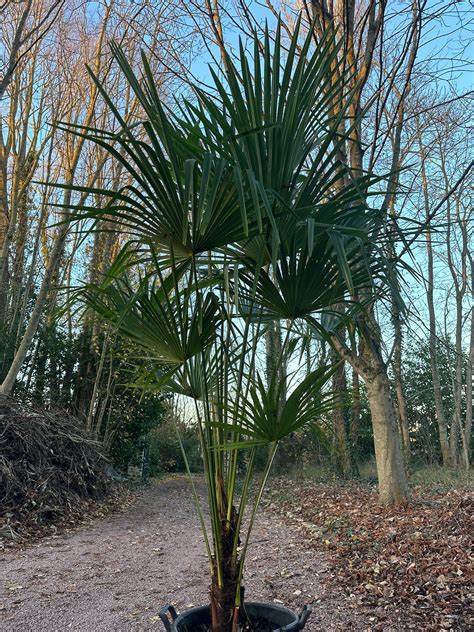 Palmier 1 Pied 2m55 Local Palm