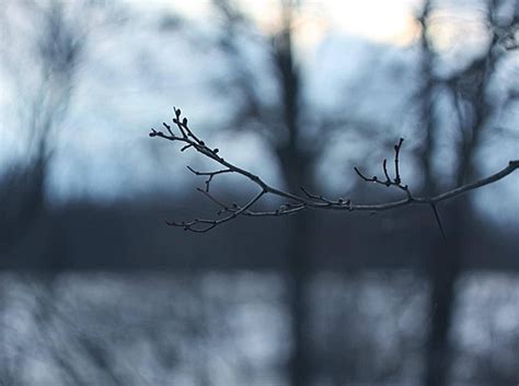 Sad Tree Background Images Hd Pictures And Wallpaper For Free Download Pngtree