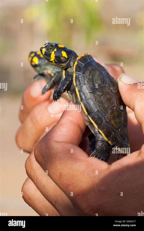 Yellow Spotted River Turtles Podocnemis Unifilis Young Eight Month