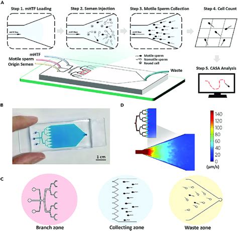 overview of the progressive sperm sorting chip pssc a illustration