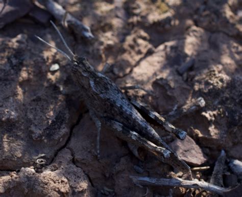 Grasshopper Camouflage • Flinders Ranges Field Naturalists