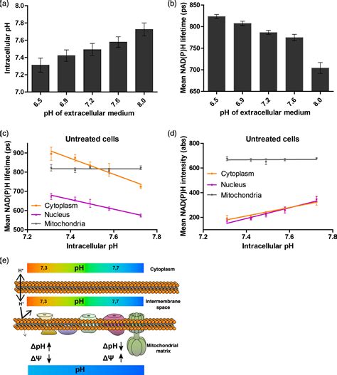 Mitochondrial Matrix