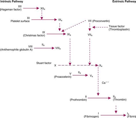Extrinsic And Intrinsic Pathways Of The Coagulation System Intrinsic