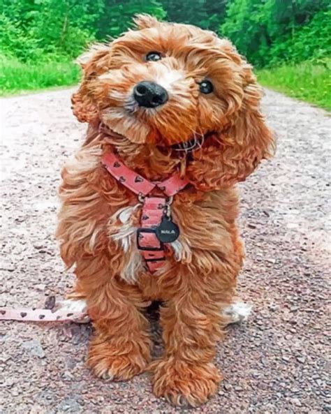Cockapoo Paint By Numbers Paint By Numbers Uk