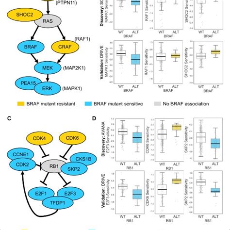 Robust Genetic Interactions Involving Rb1 And Braf Recapitulate Pathway Download Scientific