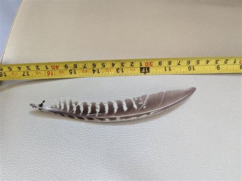 feather bit connect a feather to anything rosmo