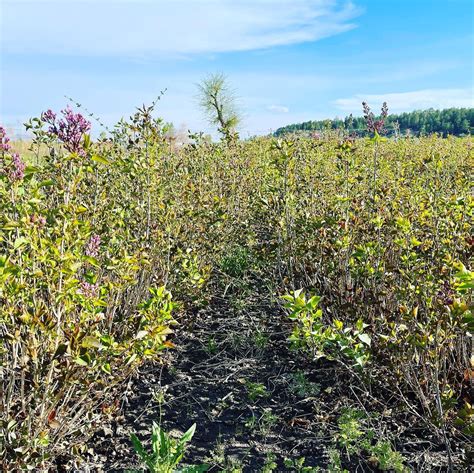 Ой Баясах ХХК Хаврын мод тарилт Сэлэнгэ аймаг дахь мод Facebook