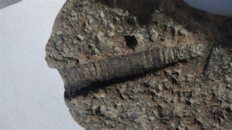 help identifying fossil fossil id the fossil forum