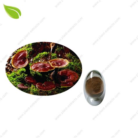 Ganoderma Extract Cas No 223751 82 4 Ganoderma Extract Manufacturer Ganoderma Extract Supplier