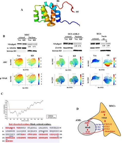 Arc Regulates Nfκbp65 Signaling A N Terminal Region Of Arc Adopts An