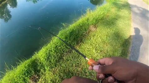 How To Use Live Bluegil To Catch Bass Youtube