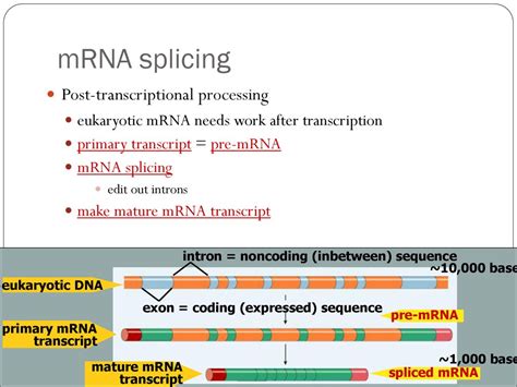 Chapter 17~ From Gene To Protein Ppt Download