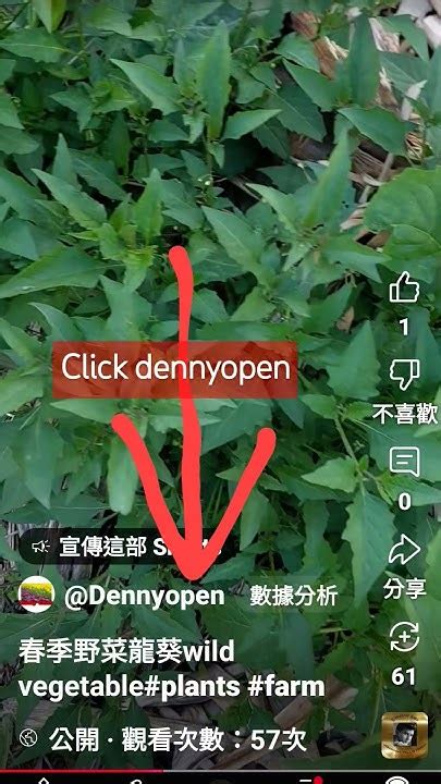 白眼花＆黄 白時鐘花＆含笑花plants Gardening Youtube