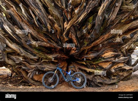 Giant Sequoia Root An Electric Bike Standing Against A Huge Root Of A Fallen Giant Sequoia