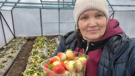 новорічна полуниця з НОВИМ РОКОМ Youtube