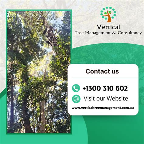 Vertical 🌳 Professional Tree Cabling On Bolly Gum And Strangler Fig