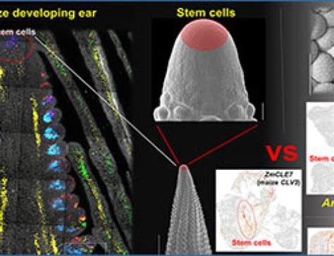 Longcell Single Cell And Spatial Alternative Splicing Analysis With Nanopore Long Read