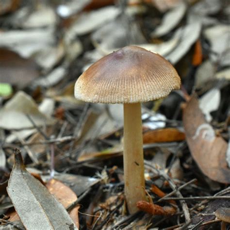 고동색우산버섯